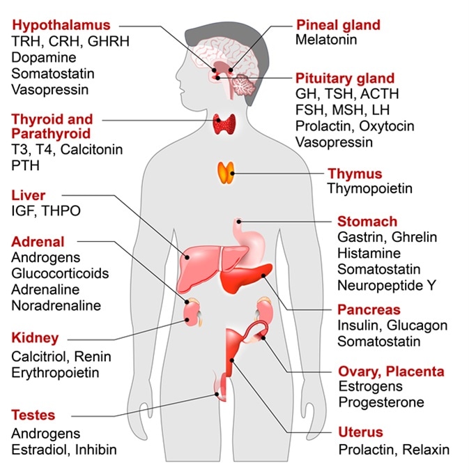 Hormones In Young Children Thailand Medical News Hormones In Young Children Thailand Medical News